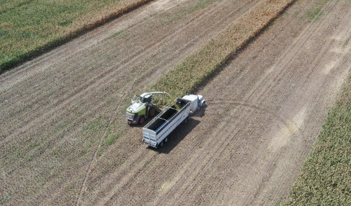 Organic Corn Silage, Potential Medicine for Dairy Cows? – Texas A&M ...