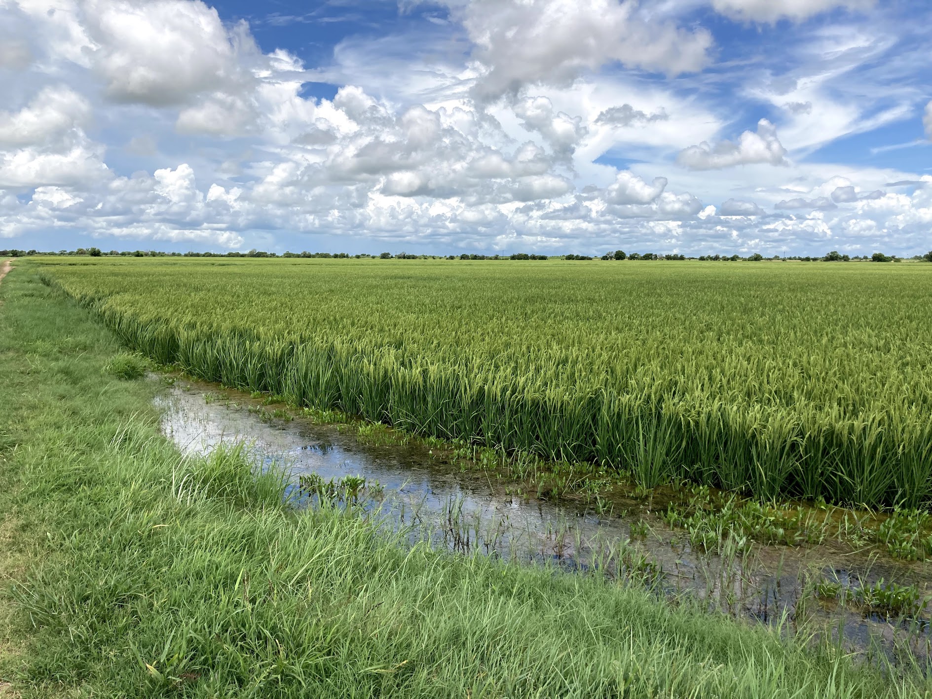 Texas Organic Rice Production Guide – Texas A&M AgriLife Organic