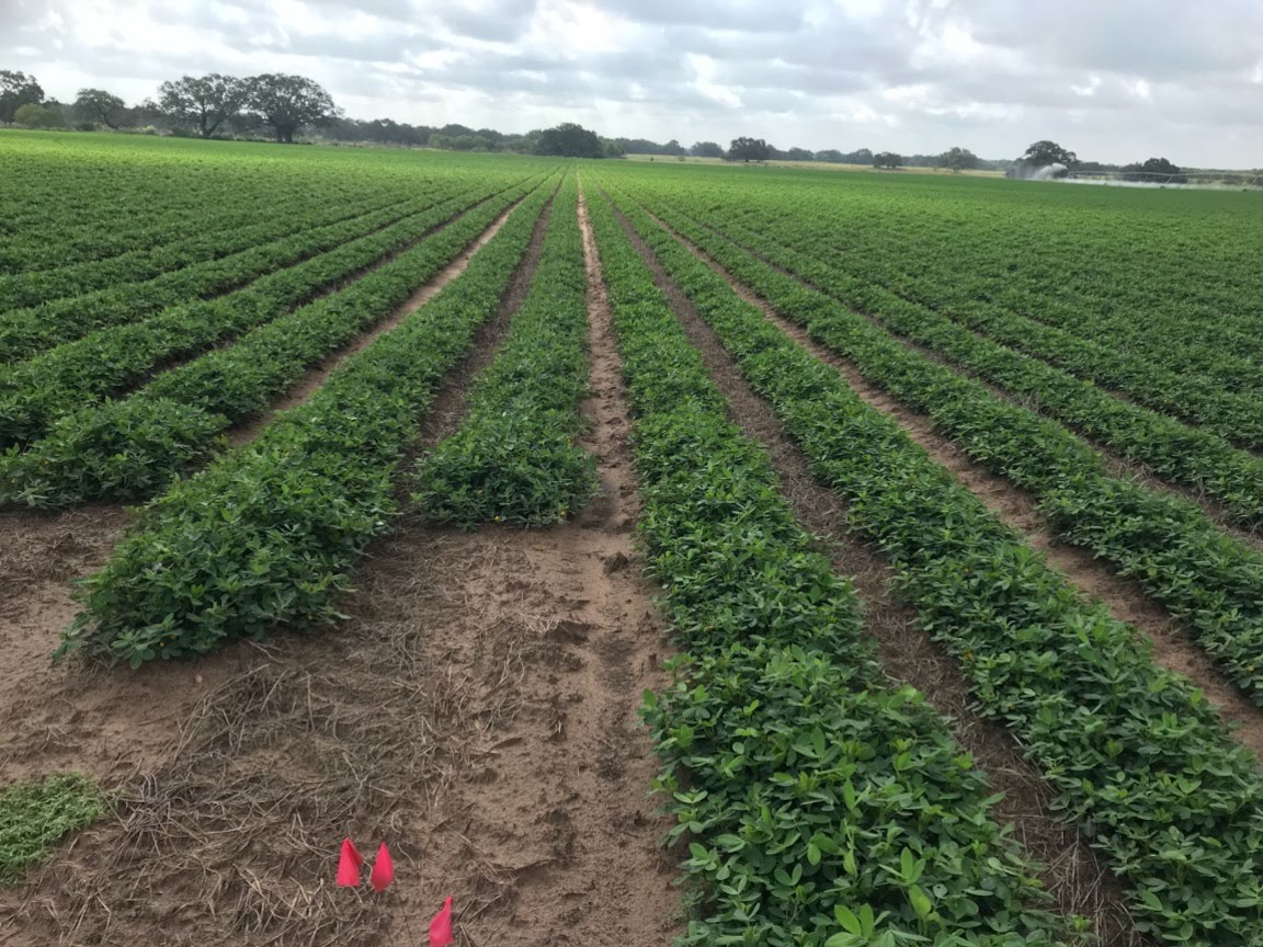 Organic Cotton/Peanut Production Seminar to be held Jan. 26 – Texas A&M ...