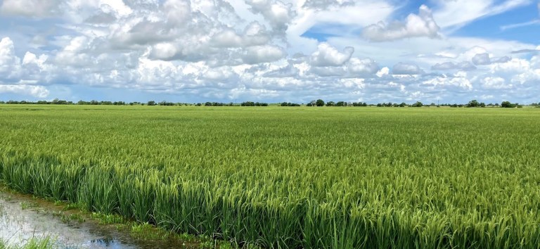 Organic Rice Varieties? – Texas A&M AgriLife Organic