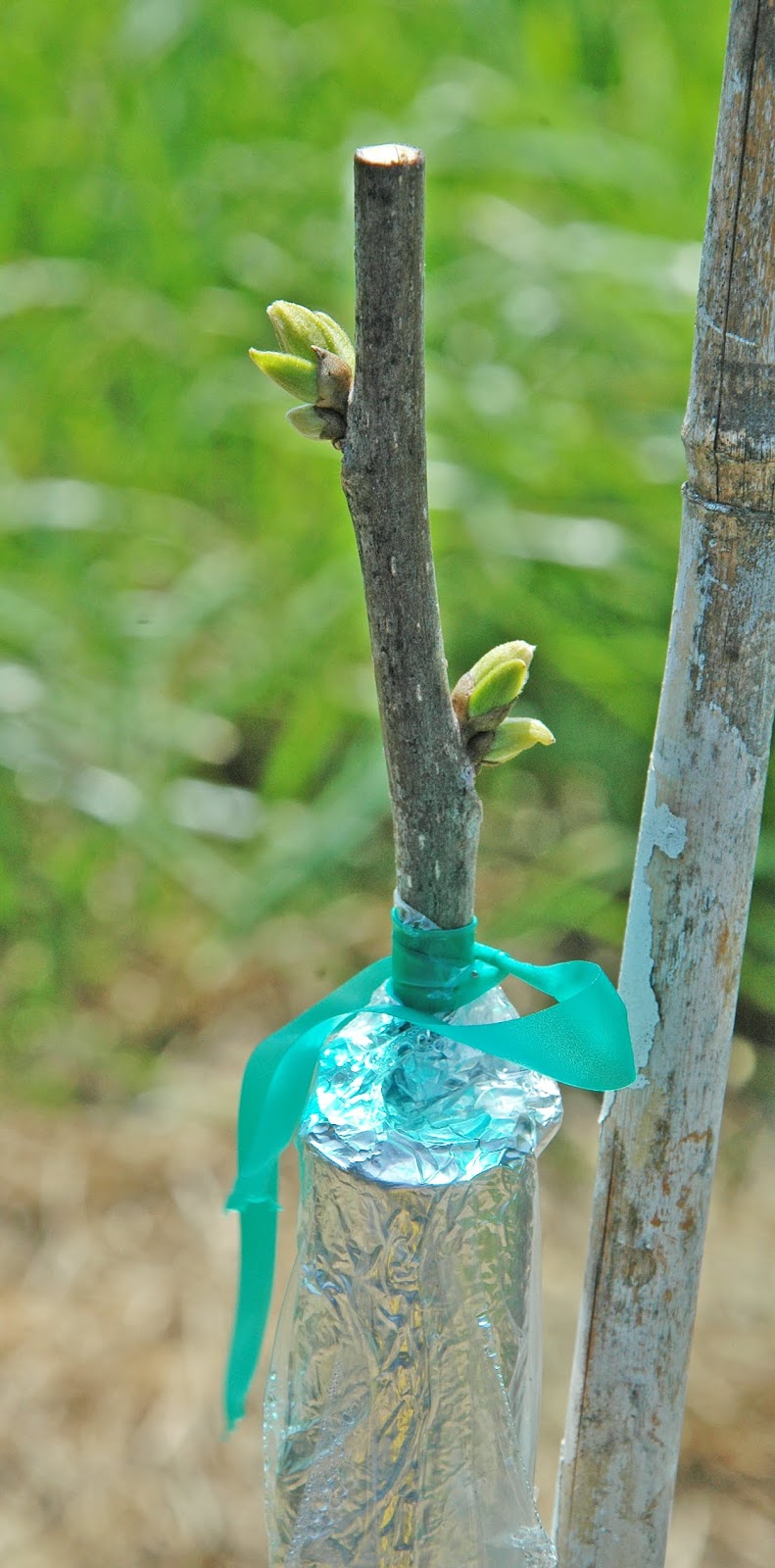 Budding and Grafting Pecans, What Is It? – Texas A&M AgriLife Organic