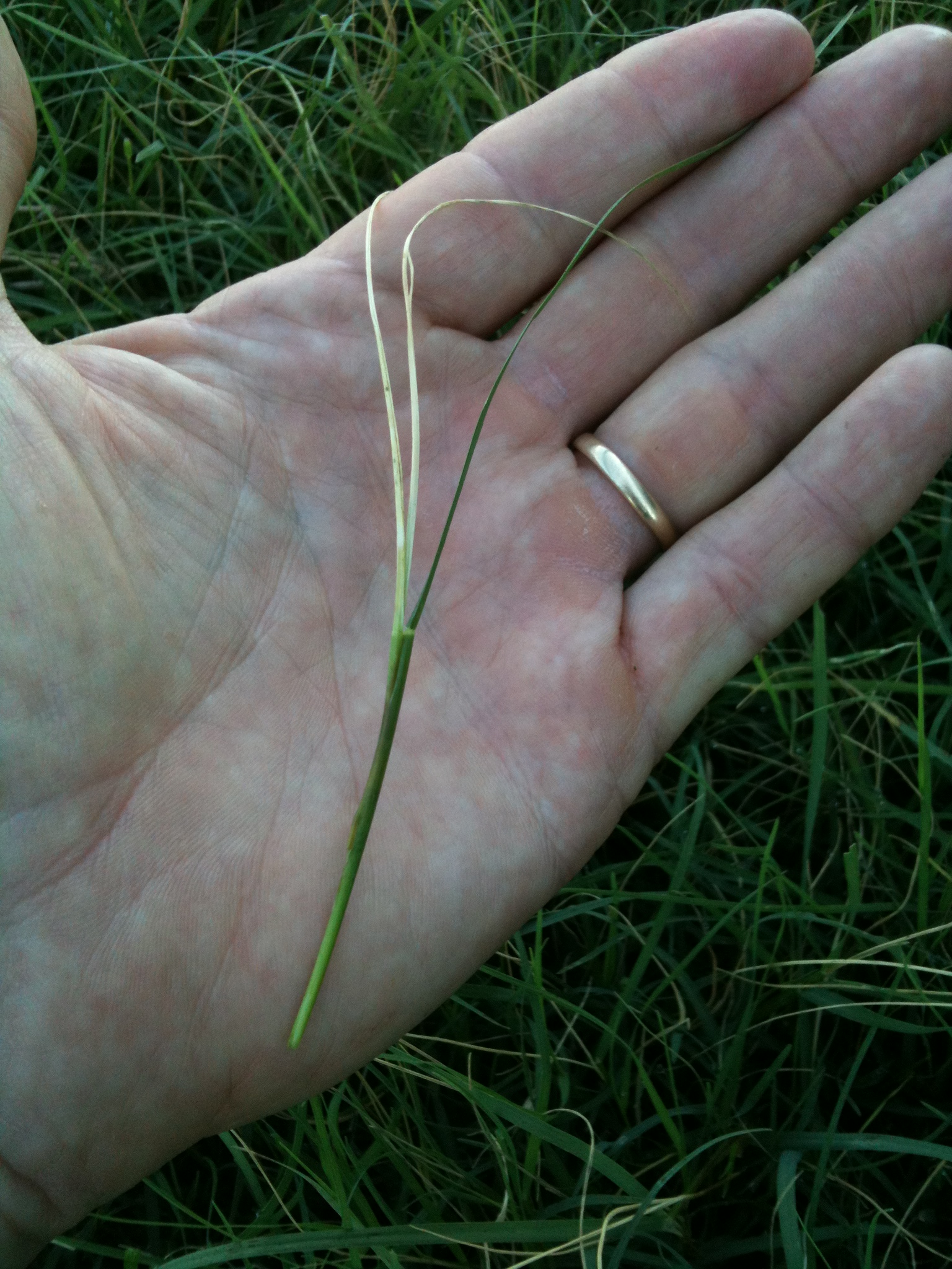 Bermudagrass Stem Maggot – Texas A&M AgriLife Organic