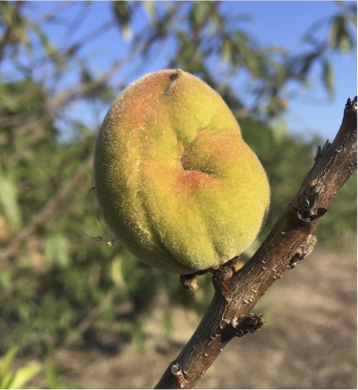 Fruit Tree Problems Now – Texas A&M AgriLife Organic