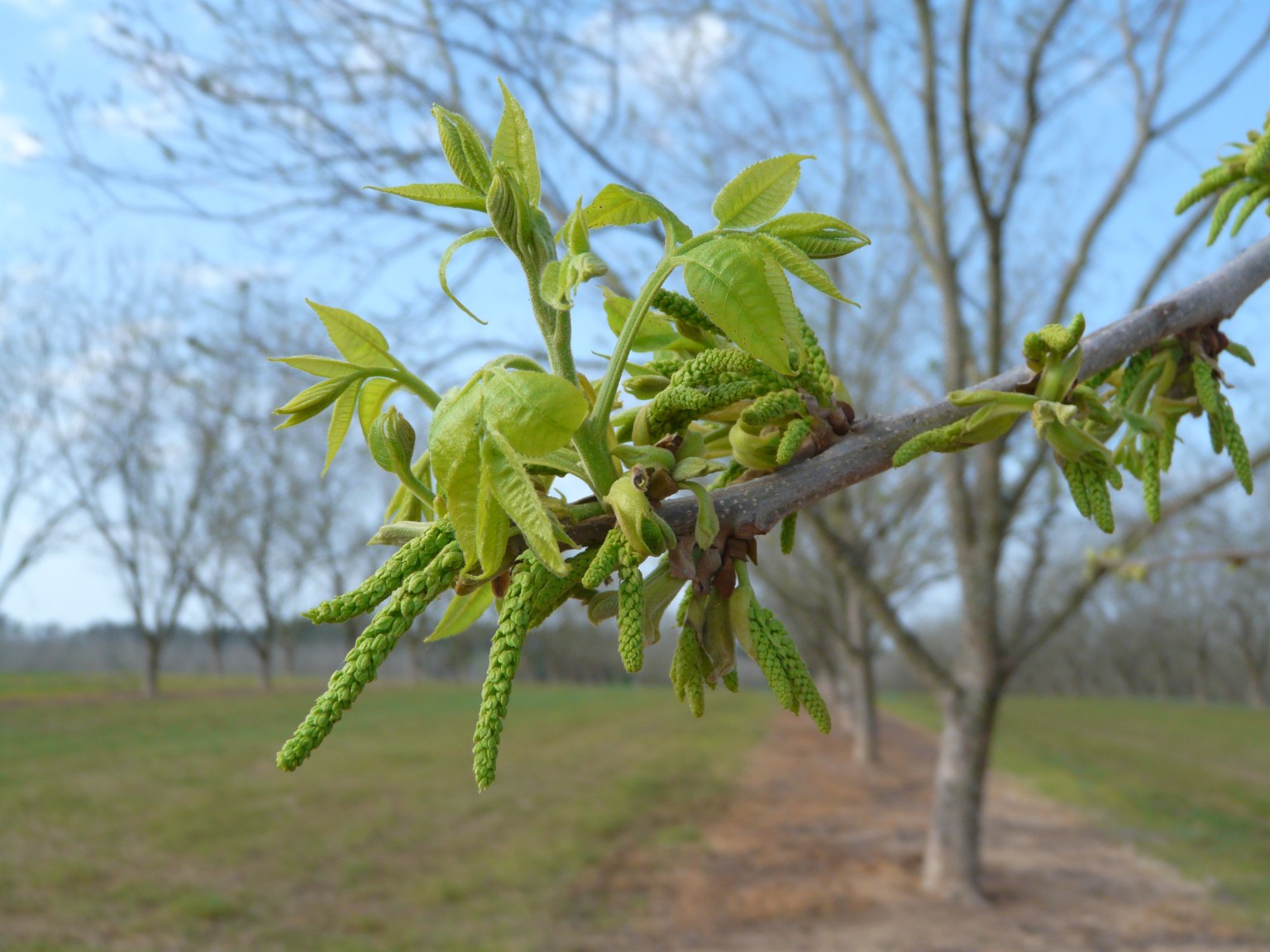 Budding and Grafting Pecans, What Is It? – Texas A&M AgriLife Organic