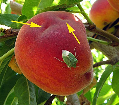 Fruit Tree Problems Now – Texas A&M AgriLife Organic
