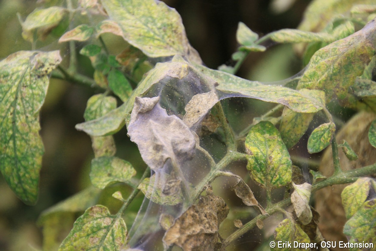 Spider Mites on Tomato – There are Organic Solutions – Texas A&M ...