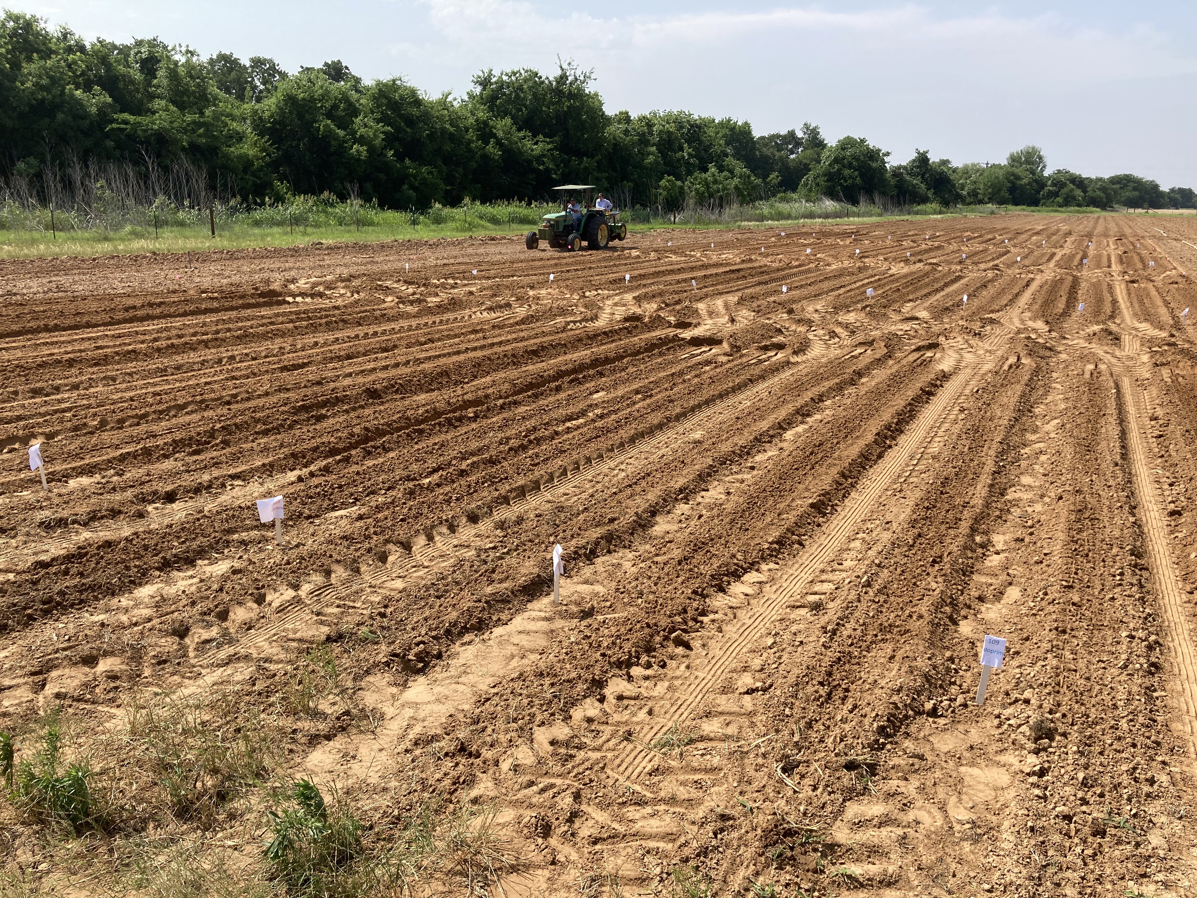 Peanut Seedling Test Plot – Texas A&M AgriLife Organic
