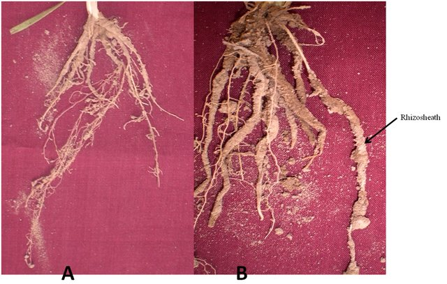 Can Plant Roots Change Your Soil? – Texas A&M AgriLife Organic
