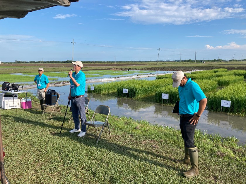 Rice Field Days and Future Organic Rice Research – Texas A&M AgriLife ...
