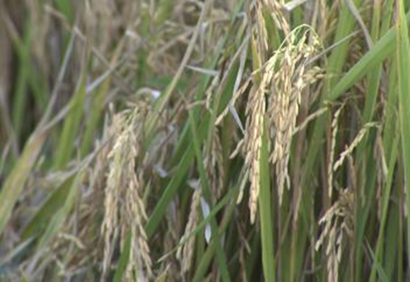 Rice Field Days and Future Organic Rice Research – Texas A&M AgriLife ...