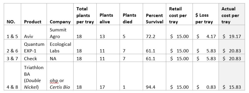 Ornamental Pansy Disease Trial (Update!) – Texas A&M AgriLife Organic