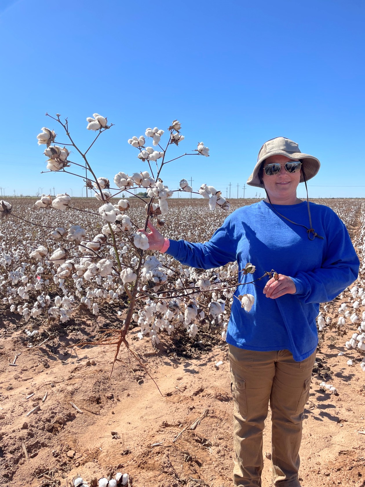 Cotton Varieties for Organic Production – Texas A&M AgriLife Organic