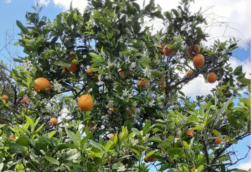 HLB research in organic citrus – Texas A&M AgriLife Organic