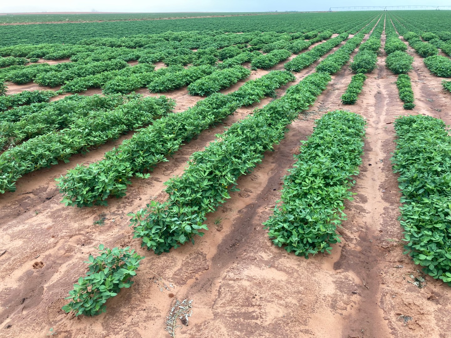 Breeding Peanuts for Organic Production – Texas A&M AgriLife Organic