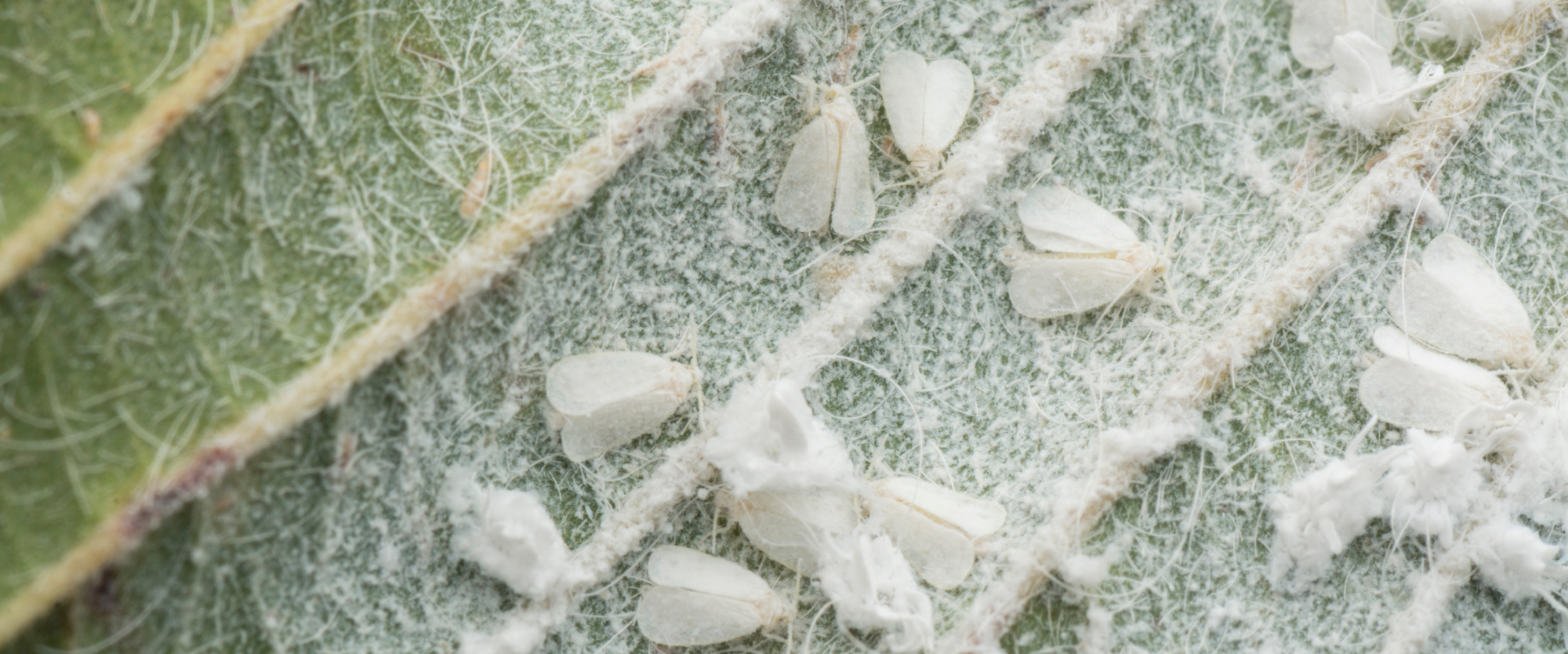 Biopesticides for the Control of Whiteflies – Texas A&M AgriLife Organic