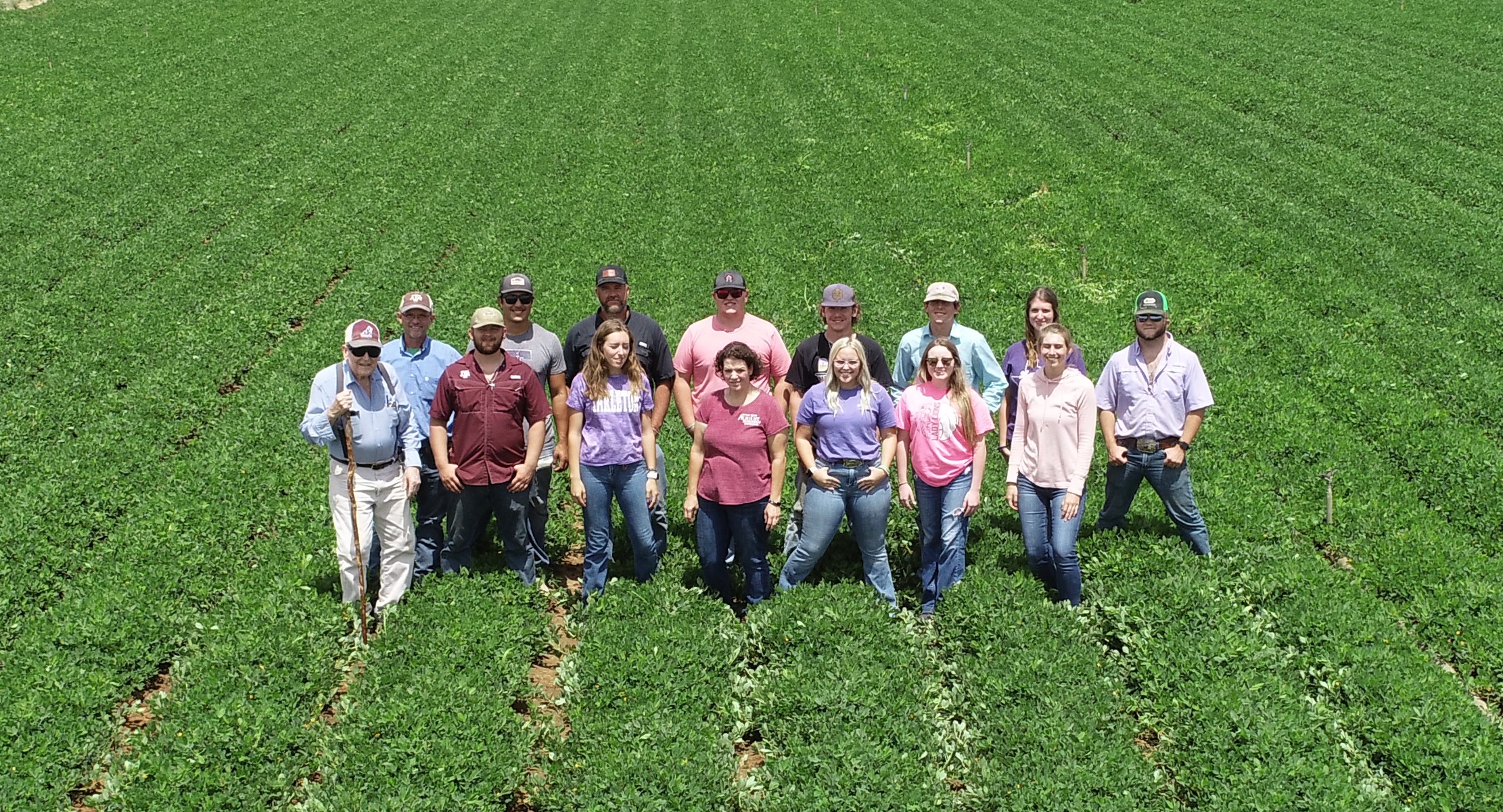 Breeding Peanuts for Organic Production – Texas A&M AgriLife Organic