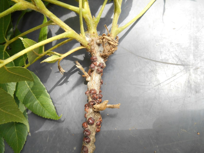 Scale Insects and Mealybugs – Winter/Spring is the time to look and ...