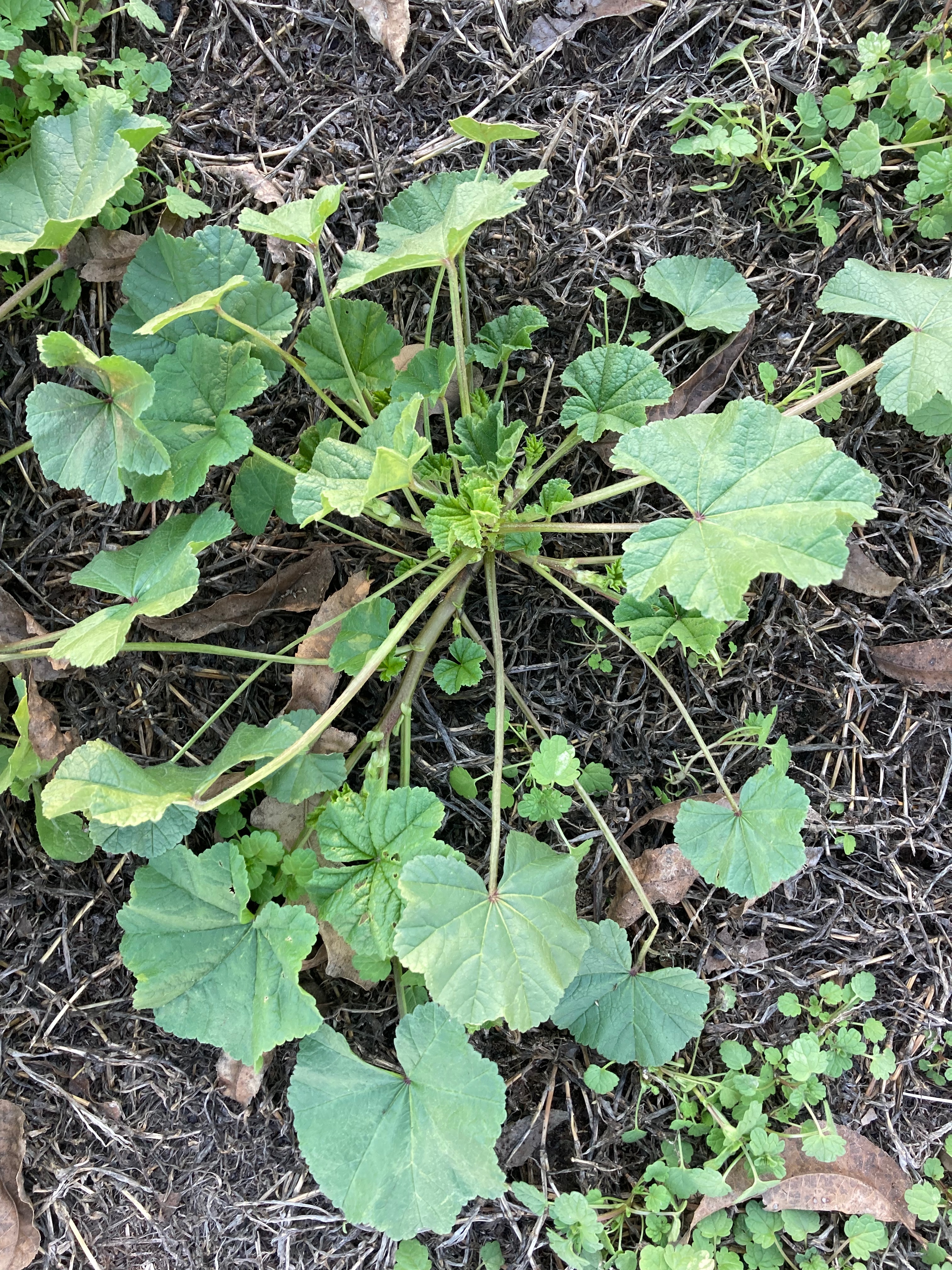 Common mallow (Malva neglecta) – An increasing weed problem with ...