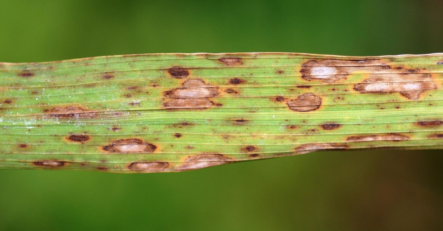 Possible Organic Rice Fungicide for Brown Spot and Narrow Brown Leaf ...