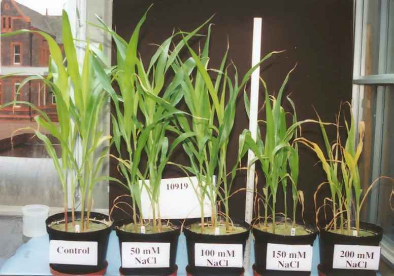 Can AM Fungi help with salt stress. This research report says YES ...