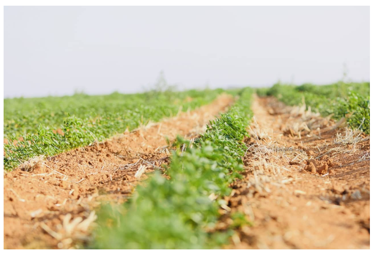 Interested in Organic Guar? – Texas A&M AgriLife Organic