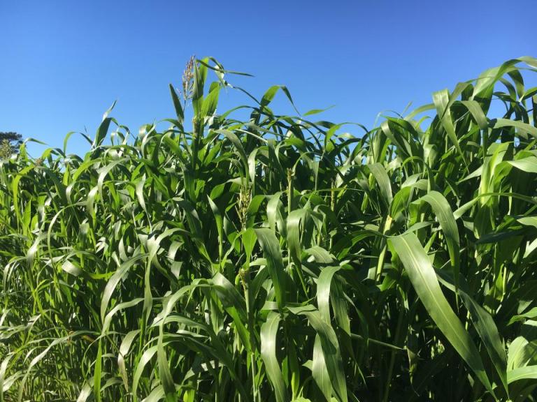Best Cover Crops for Weed Control and Fertility – Texas A&M AgriLife ...