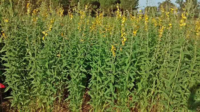 Best Cover Crops for Weed Control and Fertility – Texas A&M AgriLife ...