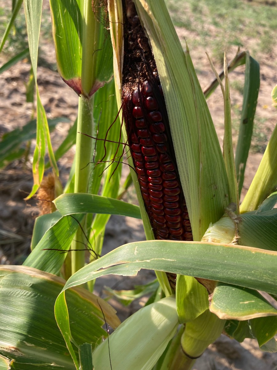Hi-A Corn Varieties, a Game Changer? – Texas A&M AgriLife Organic