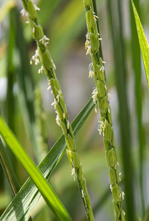 Temperature Extremes Can Affect Plant Varieties – Texas A&M AgriLife ...