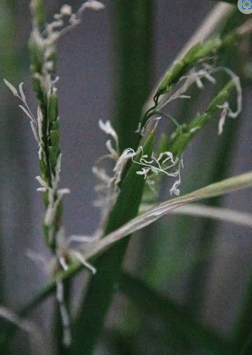 Temperature Extremes Can Affect Plant Varieties – Texas A&M AgriLife ...
