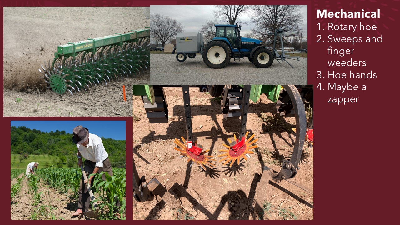 Organic Weed Control – Texas A&M AgriLife Organic