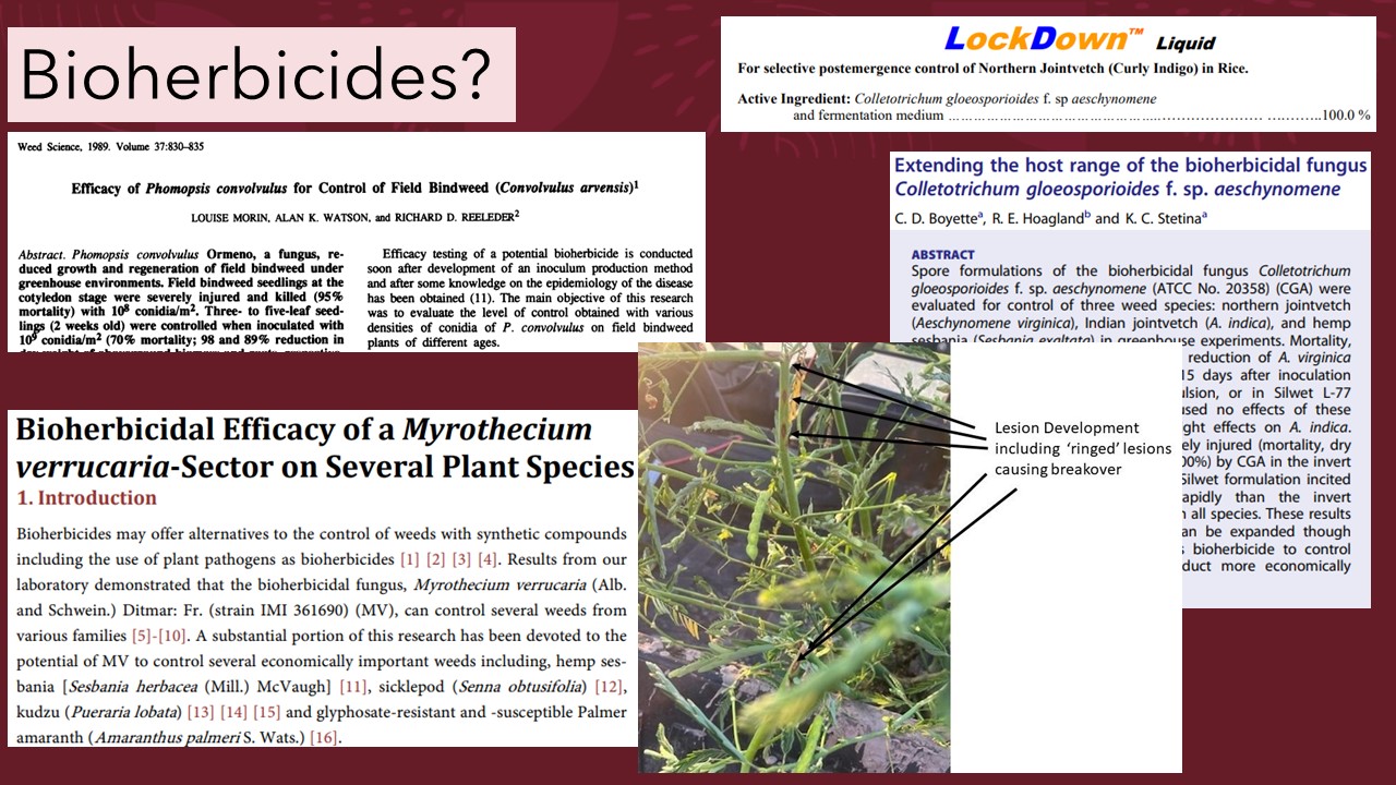 Organic Weed Control – Texas A&M AgriLife Organic