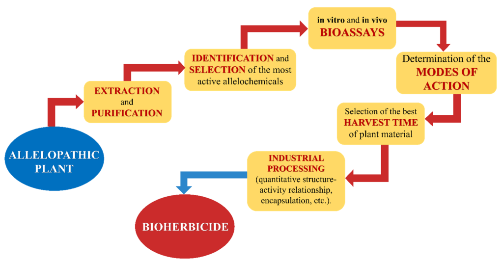 Allelopathy – What is it, what has it, and how do we use it? – Texas A ...