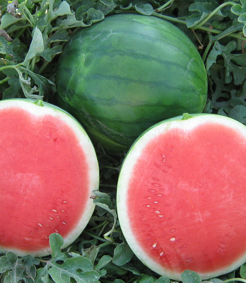 Where Do Seedless Watermelons Come From? – Texas A&M AgriLife Organic