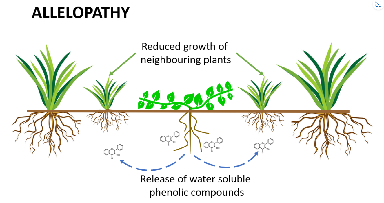 Allelopathy – What is it, what has it, and how do we use it? – Texas A ...