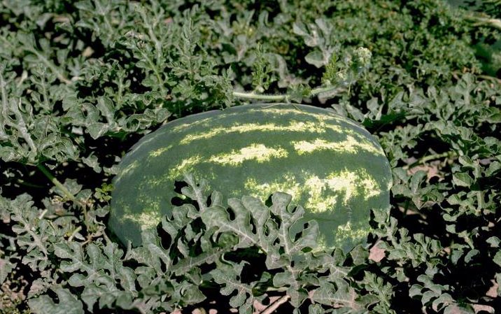 Where Do Seedless Watermelons Come From? – Texas A&M AgriLife Organic