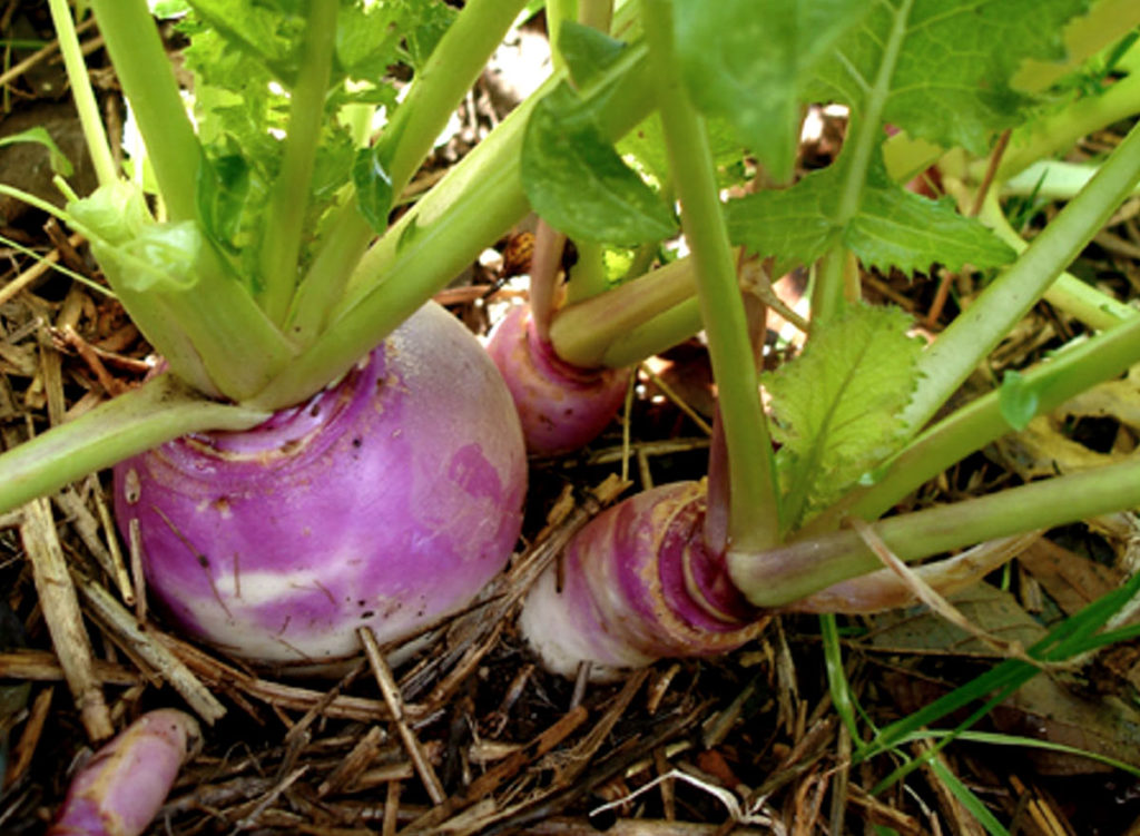 Best Cover Crops for Weed Control and Fertility – Texas A&M AgriLife ...
