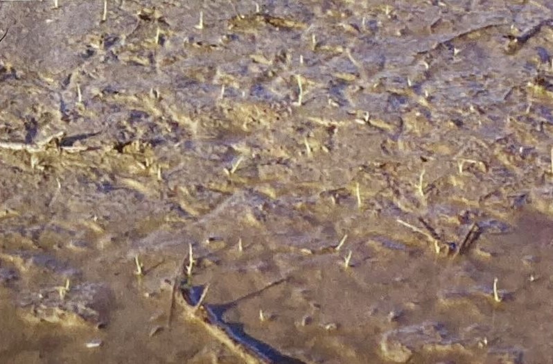 Water-Seeded Rice – Texas A&M AgriLife Organic