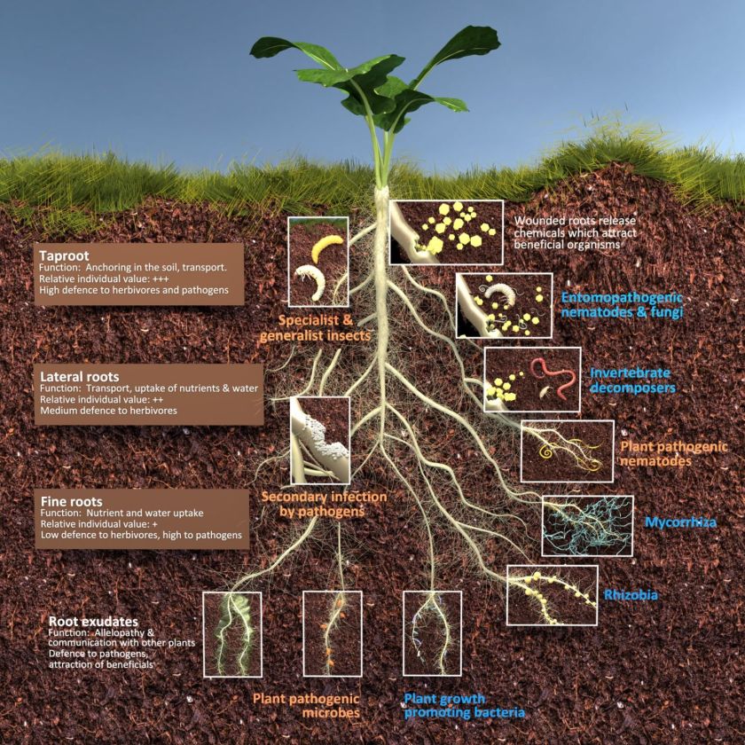 Selecting a Variety for your Farm? – Texas A&M AgriLife Organic