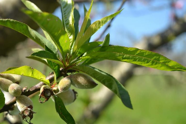 Peach Trees: Seeing Doubles? – Texas A&M AgriLife Organic