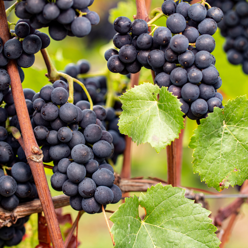 The Future of Organic Viticulture: Embracing Fungus Resistant Grape ...