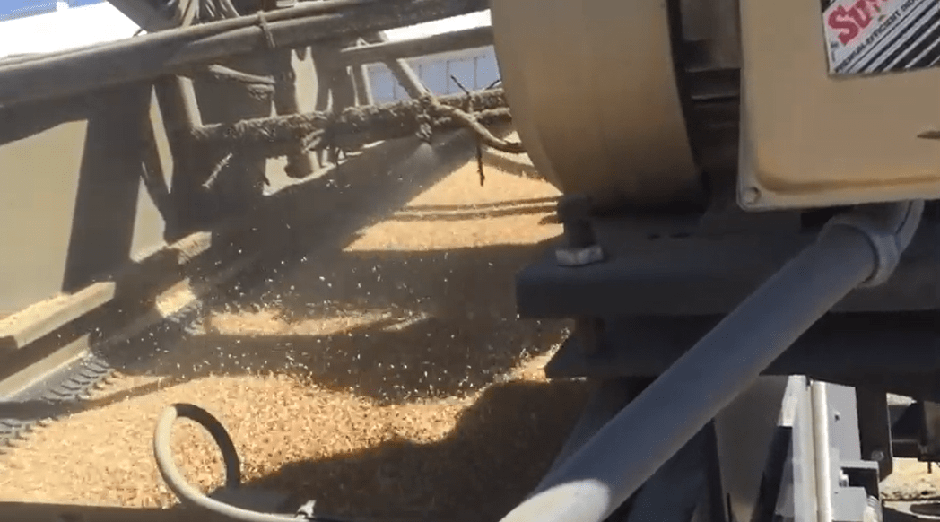 Organic Grain Storage Insect Control – Texas A&M AgriLife Organic
