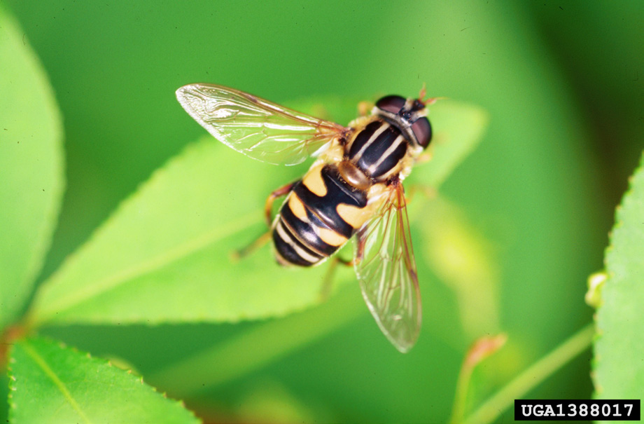 Using Beneficial Insects in Organic Crop Environments – Texas A&M ...