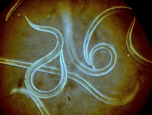 Using Beneficial Insects in Organic Crop Environments – Texas A&M ...