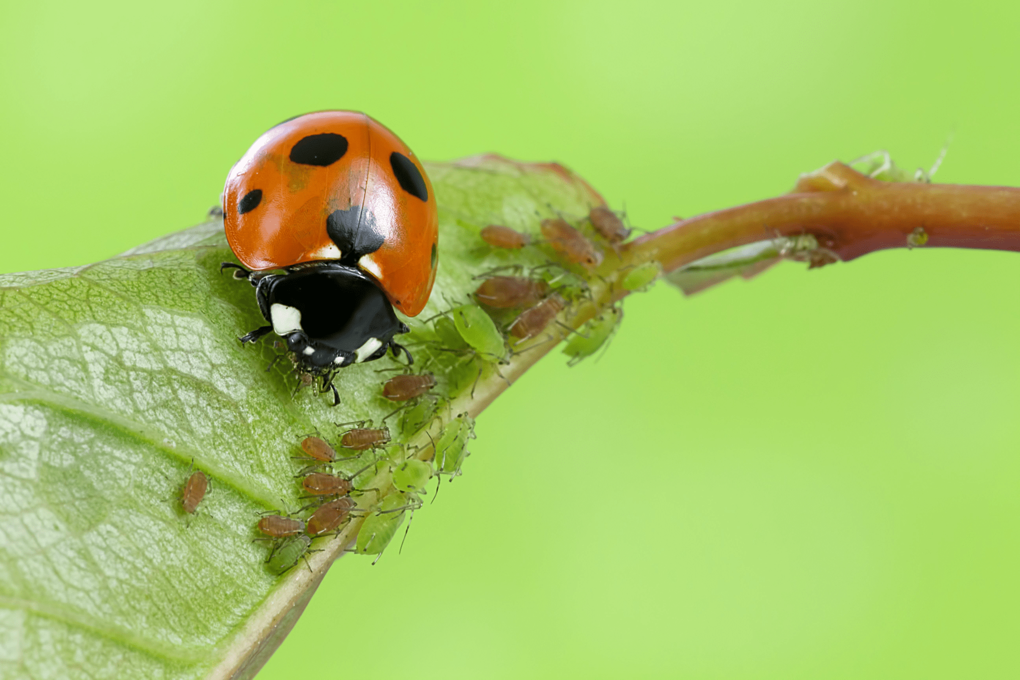 Using Beneficial Insects in Organic Crop Environments – Texas A&M ...
