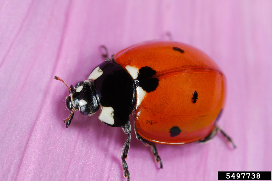 Using Beneficial Insects in Organic Crop Environments – Texas A&M ...