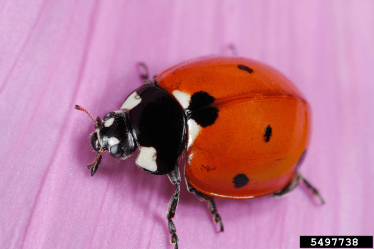 Using Beneficial Insects in Organic Crop Environments – Texas A&M ...