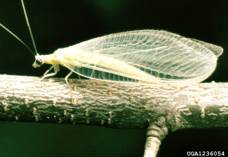 Using Beneficial Insects in Organic Crop Environments – Texas A&M ...