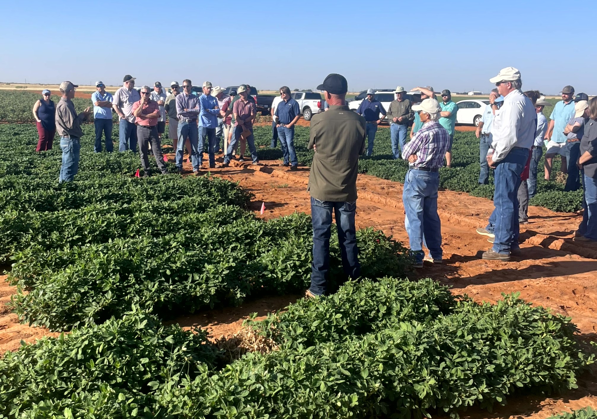 2025 Organic Cotton and Peanut Tour Set – Texas A&M AgriLife Organic