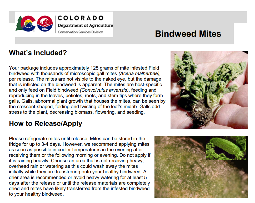 Bindweed Mites For Sale